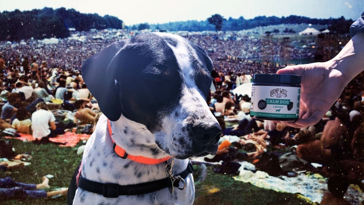 Paws in the Crowd: Bringing Your Dog to a Concert – Hemp Well®