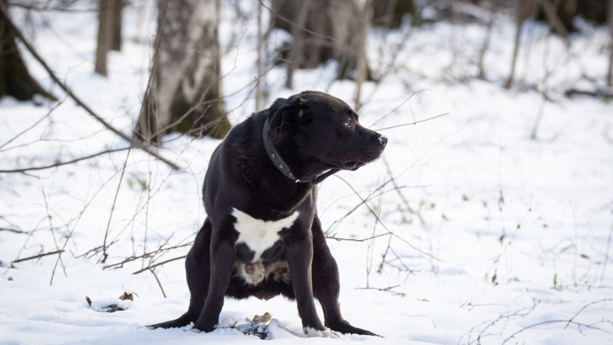 Why does my dog eat poop and what can you do to stop it? – Hemp Well®