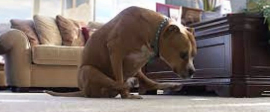 Why is My Dog Scooting Across the Floor? – Hemp Well